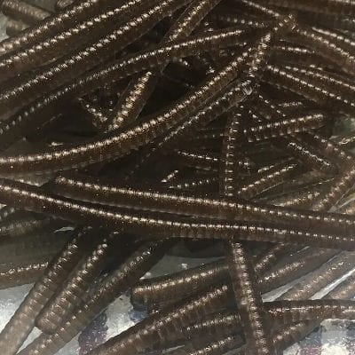 #00154 Trout Worms 2.5 inch- MayFly - Mutzie's Bait, LLC